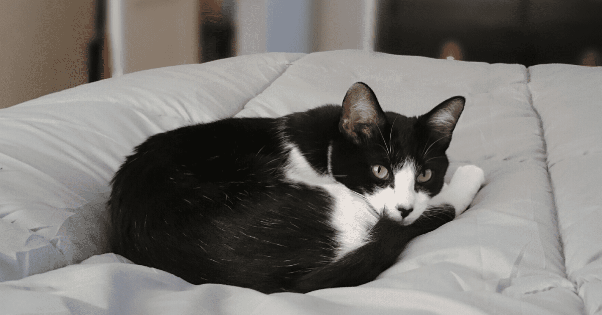 cat sleeps all day meows all night - Most Difficult Biog Gallery Of Photos cat sleeps all day meows all night - Most Difficult Biog Gallery Of Photos